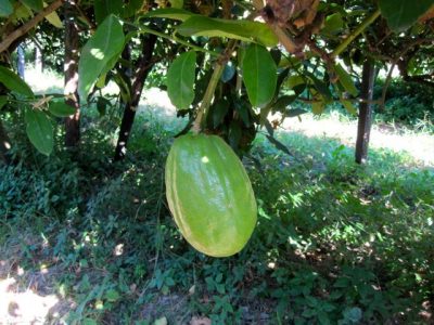 Santa Maria del Cedro and the Precious Diamante Citron - Calabria, Italy
