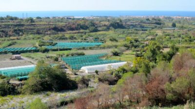 Santa Maria del Cedro and the Precious Diamante Citron - Calabria, Italy