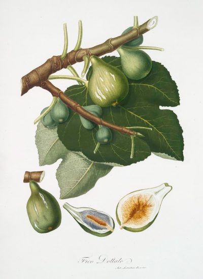 Calabrian Figs: A Christmas Treat from the Ancients