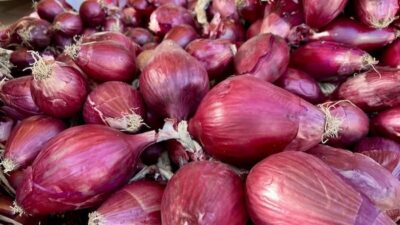 Tropea Onion, “Red Gold” of Calabria, Italy
