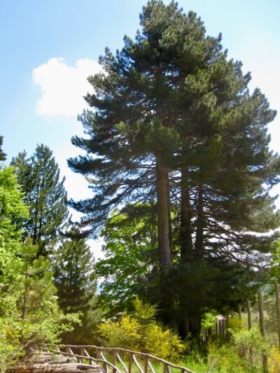 Sila Mountains of Calabria - Calabria: The Other Italy